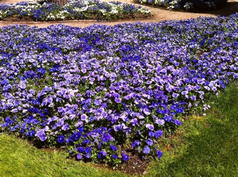 Viola Cornuta Complete Care Guide Characteristics And Secrets For A Colorful Garden