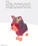 Raccoon Adopt Me Wiki Fandom