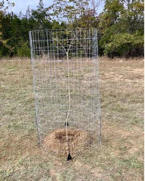 Master Naturalists Plant 100 Trees With Apache Fredericksburg Standard