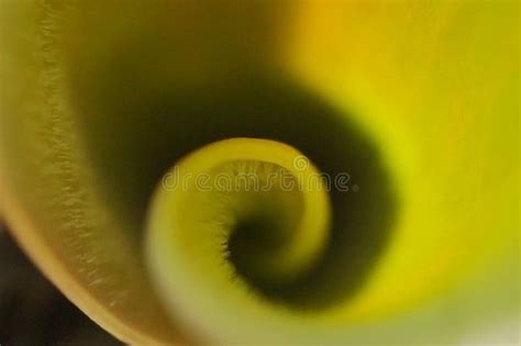 Fibonacci Essence In Nature The Growth Spiral Of The Tulip Leaf Stock