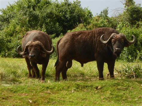 The Ark In Kenia Aberdare National Park Sweetwaters Kenia National Park
