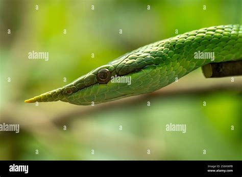 Vietnamese Long Nosed Snake Gonyosoma Boulengeri On A Branch Captive