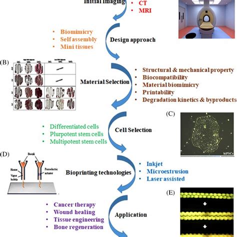 Step‐by‐step Schematic Processes Involved In 3d Bioprinting A Download Scientific Diagram