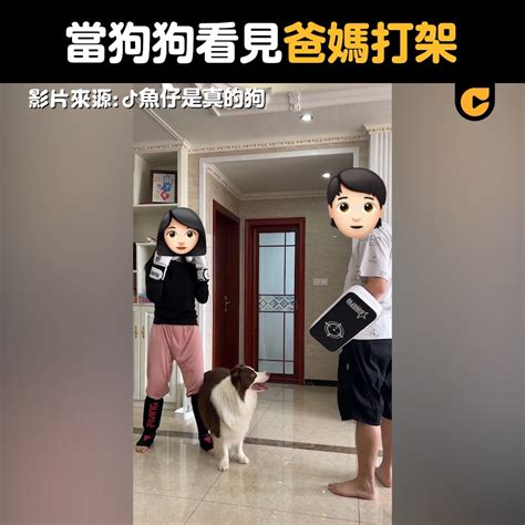 當狗狗看見爸媽“互毆” 當狗狗看見爸媽“互毆” 明顯看得出來狗狗比較愛誰哈哈 金