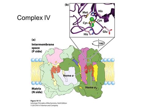 Lehninger Principles Of Biochemistry Ppt Video Online Download