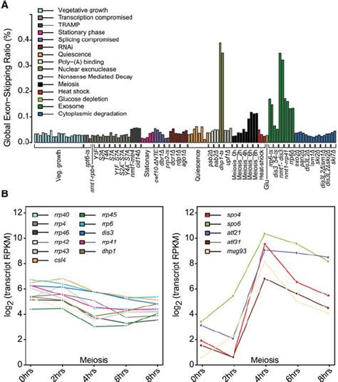 Exon Skipping Events Are Rare But Accumulate In Nuclear Surveillance Download Scientific