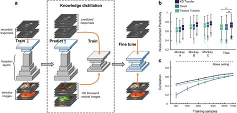 Dnn Modeling On Cortical Response Dataset A Schematic Of Transfer