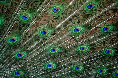 Premium Photo Full Frame Shot Of Peacock