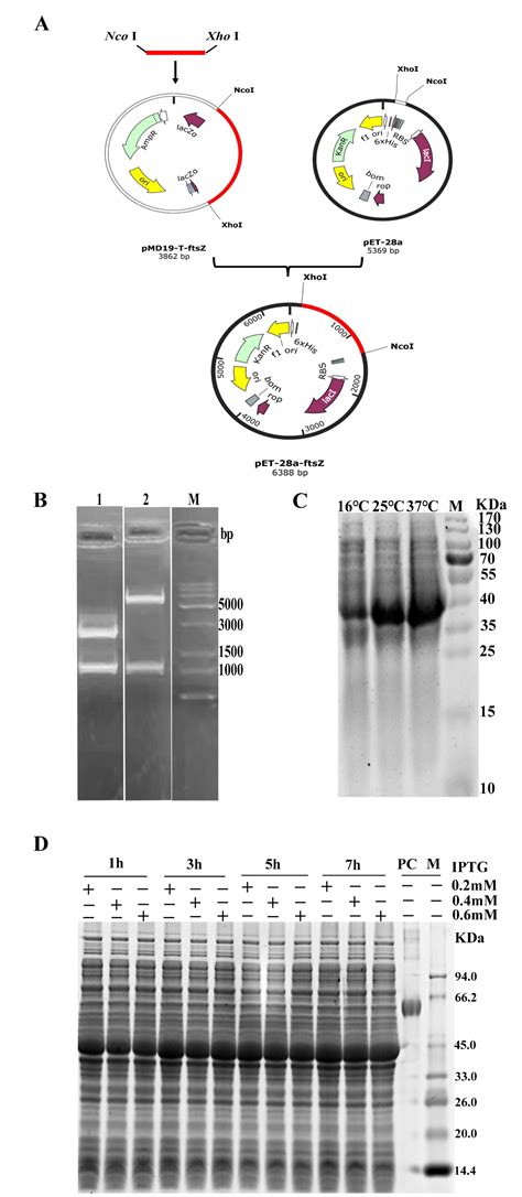 A Screening Model Of Antibacterial Agents Based On Escherichia Coli