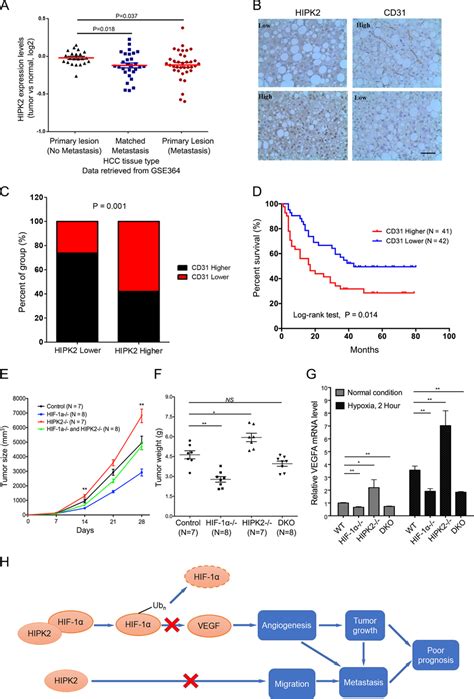 Hif 1α Signaling Pathway Underlies The Tumor Suppressor Actives Of