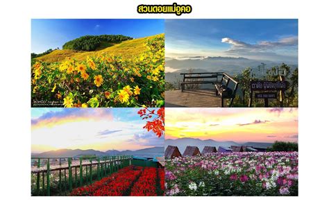 ⛄️🌼 หนาวนี้เที่ยวไหน สวนดอยแม่อูคอ ที่พักทุ่งดอกบัวตอง