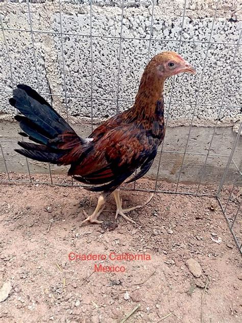 Gallos Finos De Pelea 200000 En Mercado Libre