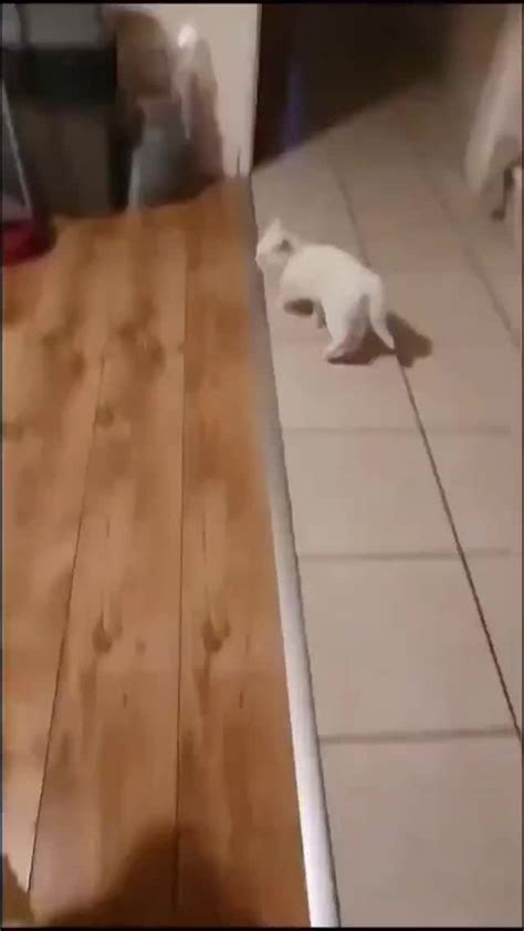 Simba Nooooo R Hardcorenature