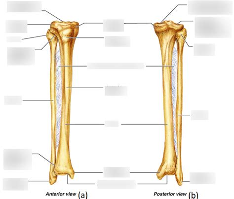 Tibia And Fibula Structure Diagram Quizlet