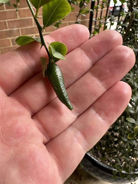Psa To Repot And Fertilize Your Potted Plants—they Might Just Thank