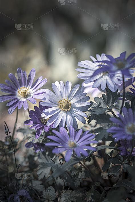 紫罗兰银莲花的地面视图微距照片