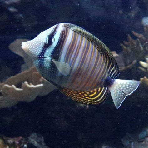 Red Sea Sailfin Tang