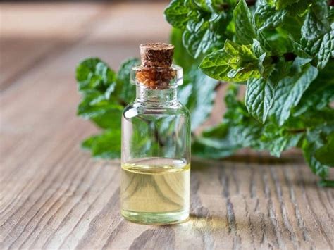 Does Peppermint Oil Repel Crickets Read This First