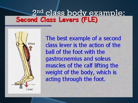Second Class Lever In Body