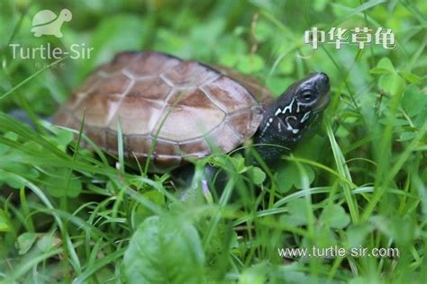 怎样养好一只草龟龟谷鳖老带你了解乌龟的三大生活习性 黄缘闭壳龟养殖场 星点水龟 潘氏闭壳龟 龟谷鳖老官网