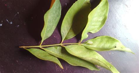 Cara Pembuatan Simplisia Daun Salam ~ Tutorin