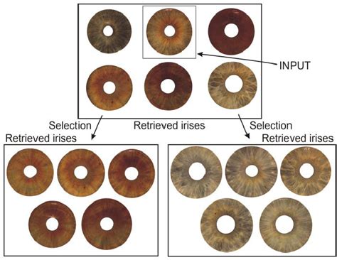 Figure 2 From Content Based Iris Indexing And Retrieval Model Using