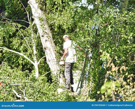 Using A Tree Binding Machine For Wrapping Christmas Trees Editorial