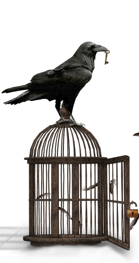 Uçan Ortak Raven Png Dosyası Ücretsiz İndir Png All