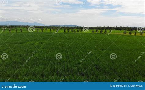 Sugarcane Fields 23 Stock Video Video Of Descending 204769273