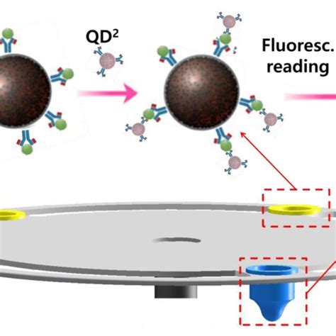 Schematic Illustration Of Sandwich Immunoassay Based Virus Detecting