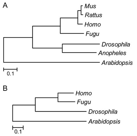 Evolutionary Sequence Analysis Of Complete Eukaryote Genomes Pmc