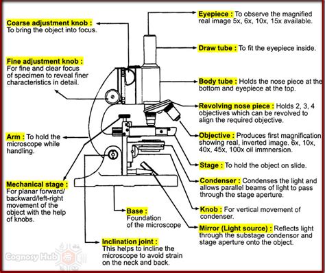 Label The Parts Of A Compound Light Microscope Biology Sexiezpix Web Porn