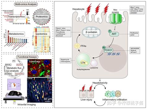 J Hepatol（if30） 同济大学杨长青团队发现药物性肝损伤的潜在治疗新靶点 知乎