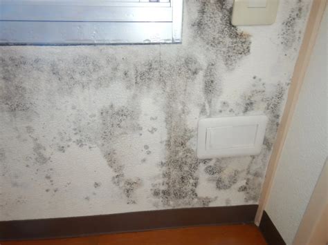 【神奈川県横浜市】団地壁紙カビと結露する石膏ボード下地 ブログ 埼玉の防カビ工事なら「有限会社プレモ」
