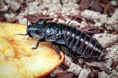 Premium Photo Live Scary Ugly Madagascar Cockroach