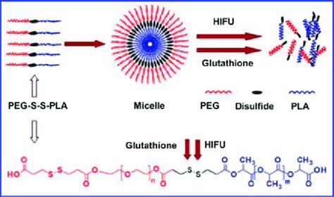 Scheme Of Hifu And Redox Dual Responsive Process Of Peg S S Pla