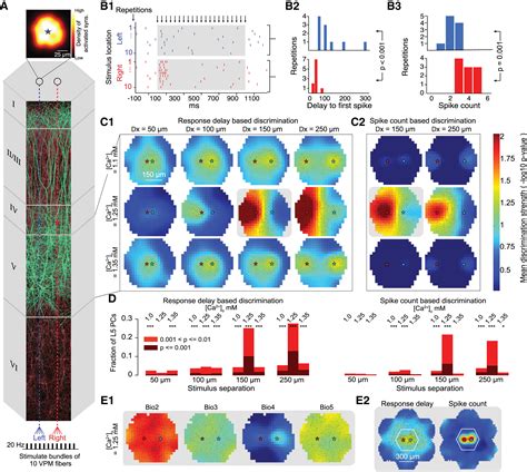 Reconstruction And Simulation Of Neocortical Microcircuitry Cell
