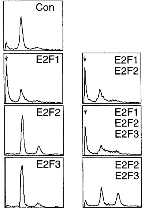 E2f1 Induces Apoptosis In The Presence Of Each Of The E2f Activities Download Scientific
