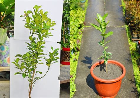家庭盆栽・料理的添香法寶：四季檸檬 食譜自由配 自由電子報