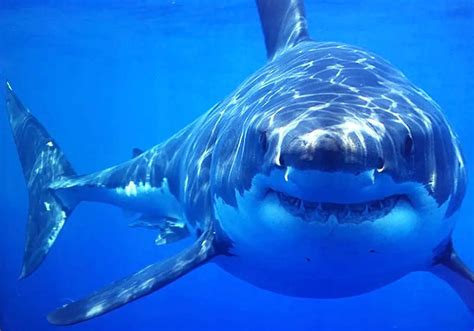 The Great White Sharks Of San Diego Learning About The Oceans