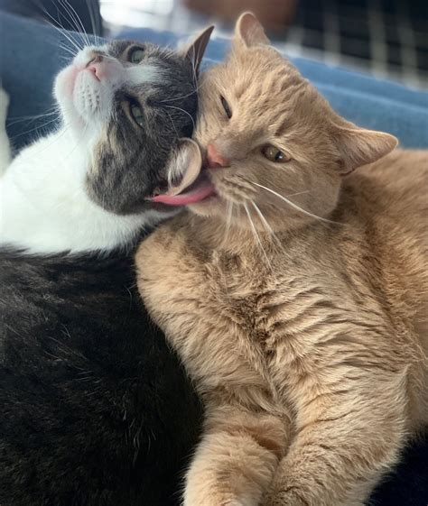 ᐠomoᐟcat On Twitter 🖤🧡