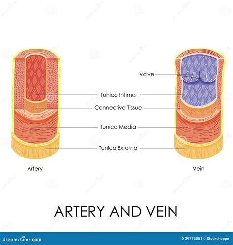 Anatomia Arterias
