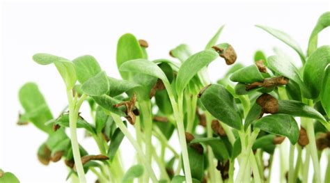 The Health Benefits Of Fenugreek Affordable Wholefoods