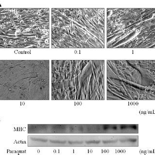 Effect Of Paraquat On The Differentiation Of C2C12 Cells C2C12 Cells