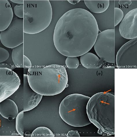 Scanning Electron Micrographs Of Starch A Control Unfermented