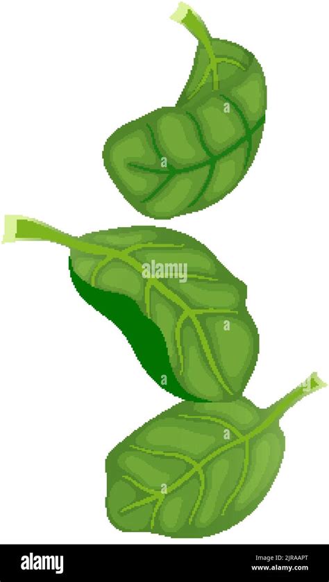 Spinach Leaf Green Cartoon Vector Illustration Stock Vector Image And Art