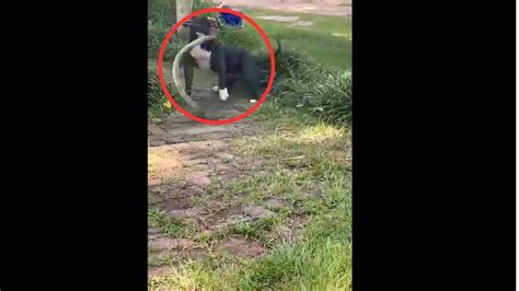 Sanp Aur Kutte Ke Ladai Ka Video Today Viral Snake And Dog Fight