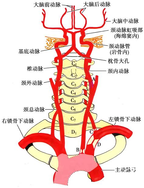 椎基底动脉解剖 Rhoton解剖文献学习笔记系列 脑医汇