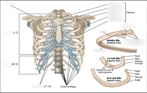 Thorax And Rib Anatomy Diagram Quizlet