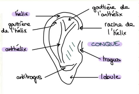 Anatomie Chap Oreille Externe Cartes Quizlet